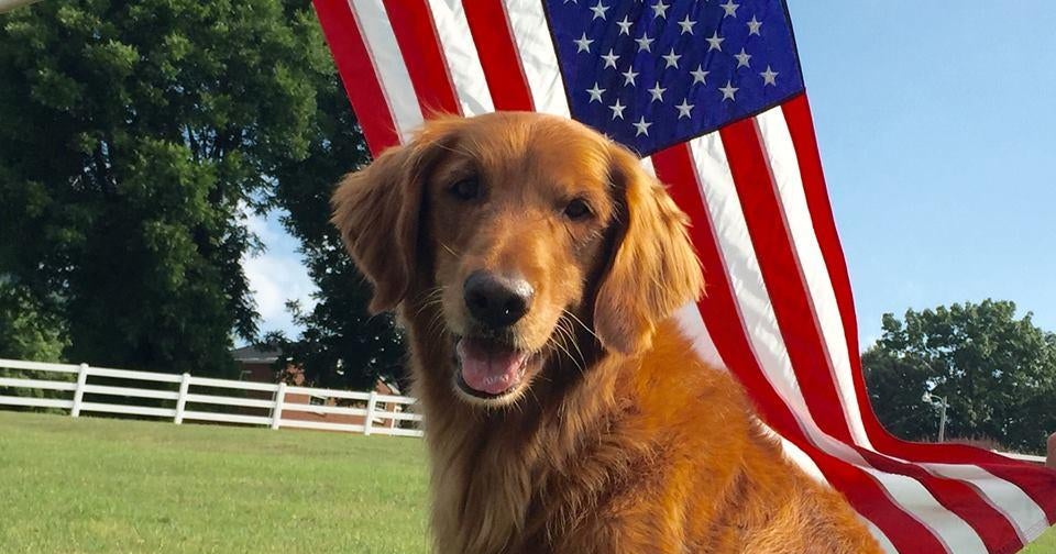 The dog who played Duke in Bush's Baked Beans commercials has died ...