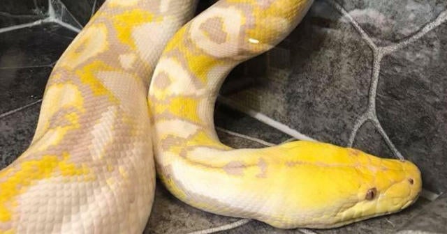 California wildfires: 14-foot python missing since Carr Fire ...