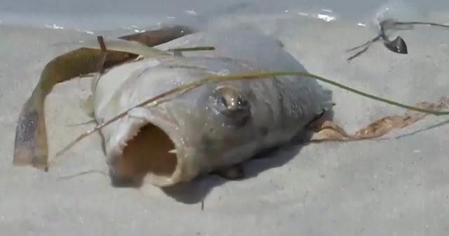 Red tide algae bloom killing marine life off Florida coast - CBS News