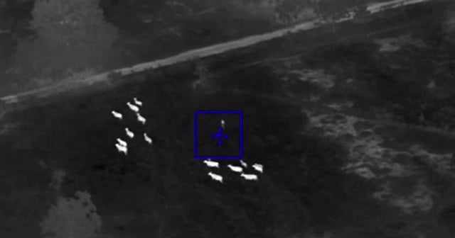 Cows chase suspect being pursued by cops - CBS News