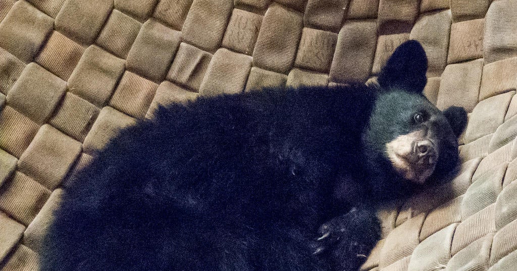 Bear cub burned in California wildfire kicks back in hammock as paws ...