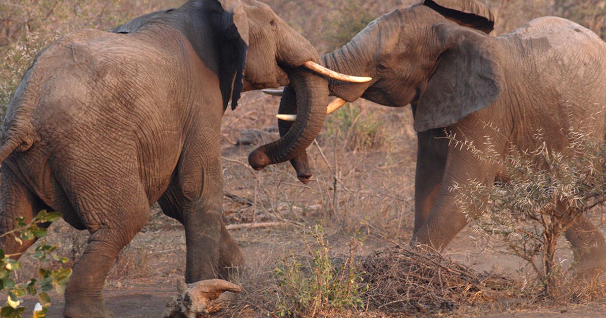 Nature up close: Decisions, decisions … lions or elephants? - CBS News