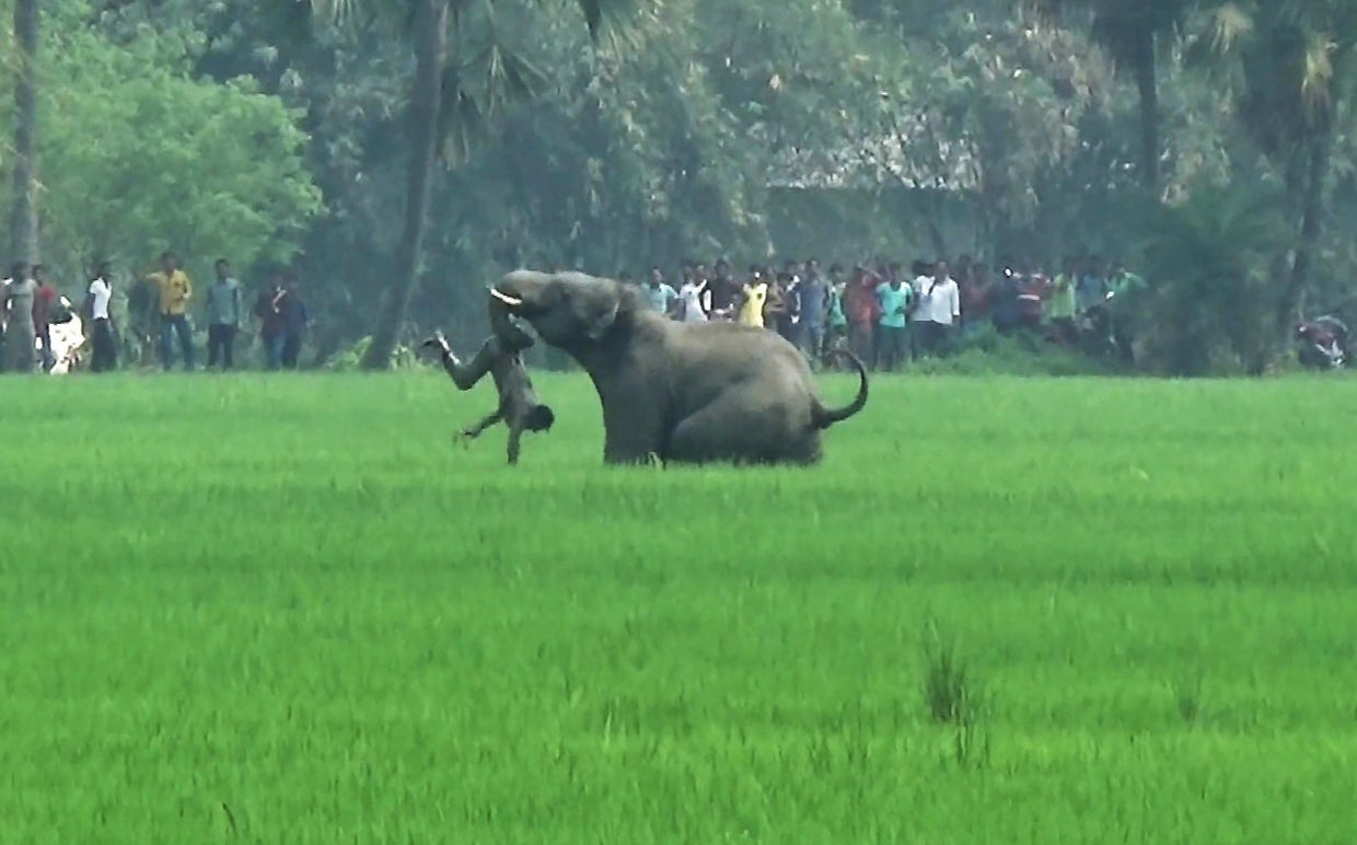 The 20 deadliest animals on Earth, ranked (WARNING: GRAPHIC IMAGES)