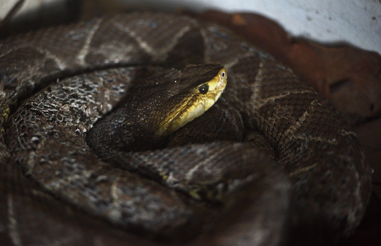 The 20 deadliest animals on Earth, ranked (WARNING: GRAPHIC IMAGES)