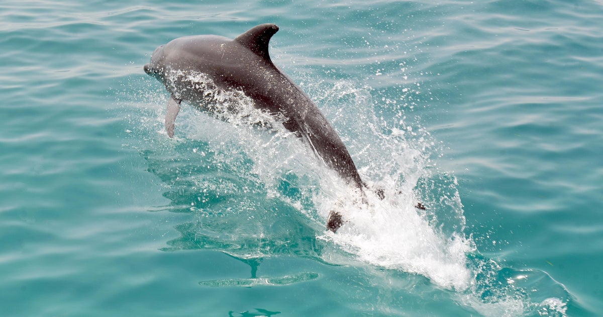 Sexually Frustrated Dolphins Behavior Prompts Swimming Ban At French