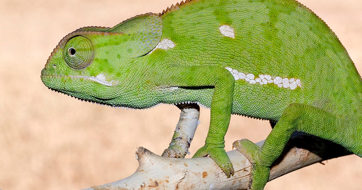 Nature up close: The overlooked species - CBS News