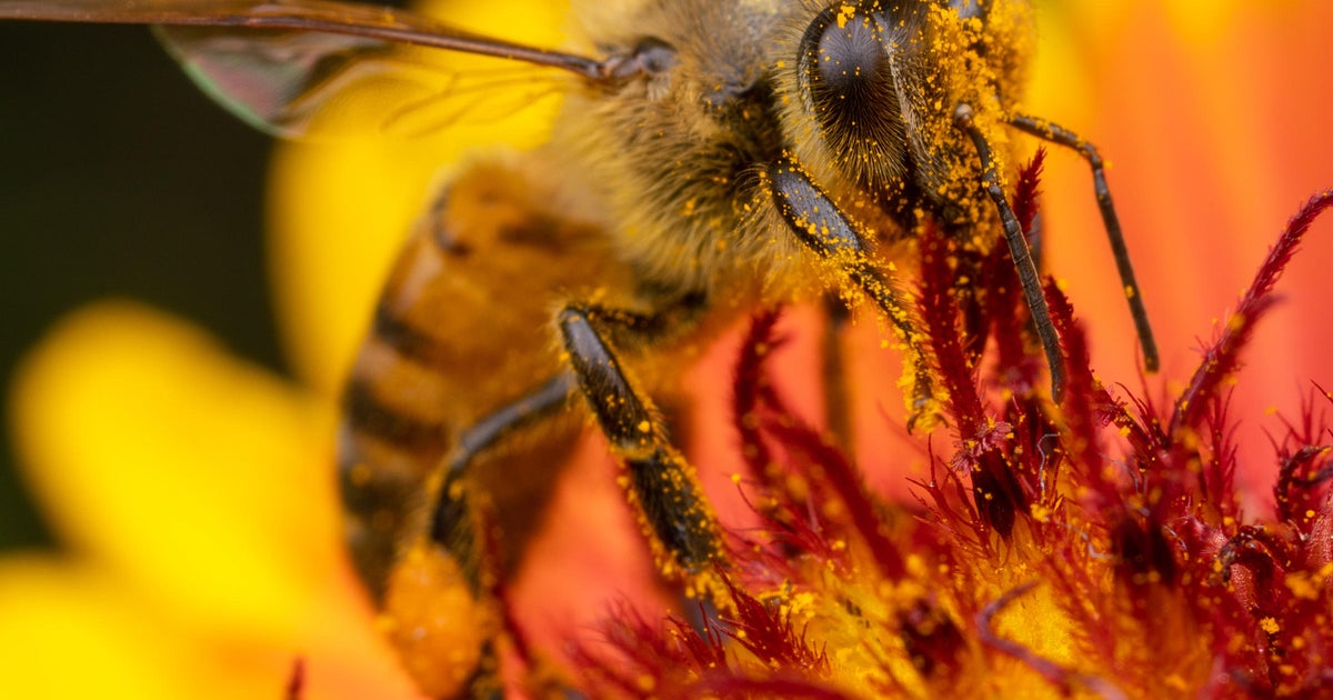 Earth Day challenge for gardeners: Don't poison bees - CBS News