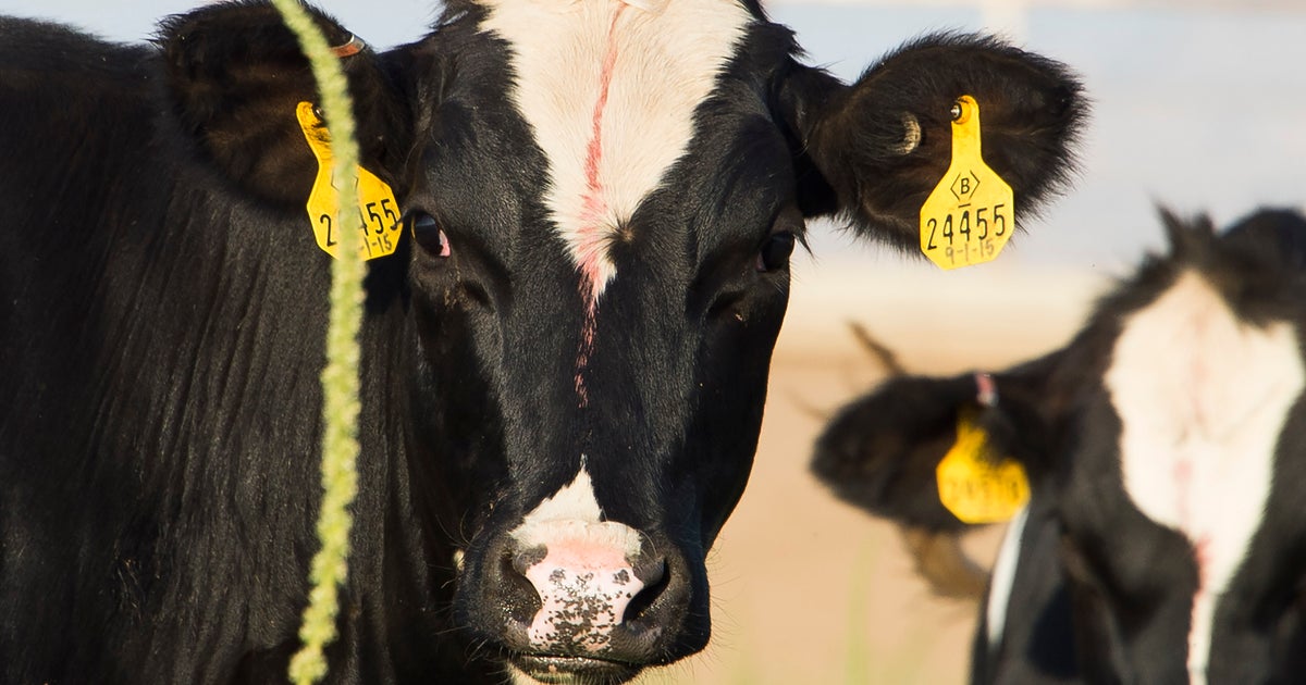 Cow manure/green energy Ponzi scheme sends Central Valley man to prison ...