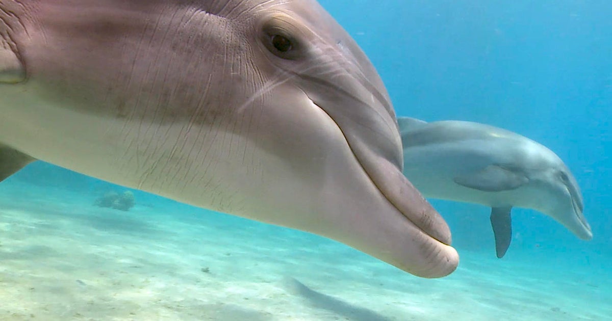 Nature up close: Dolphins - CBS News