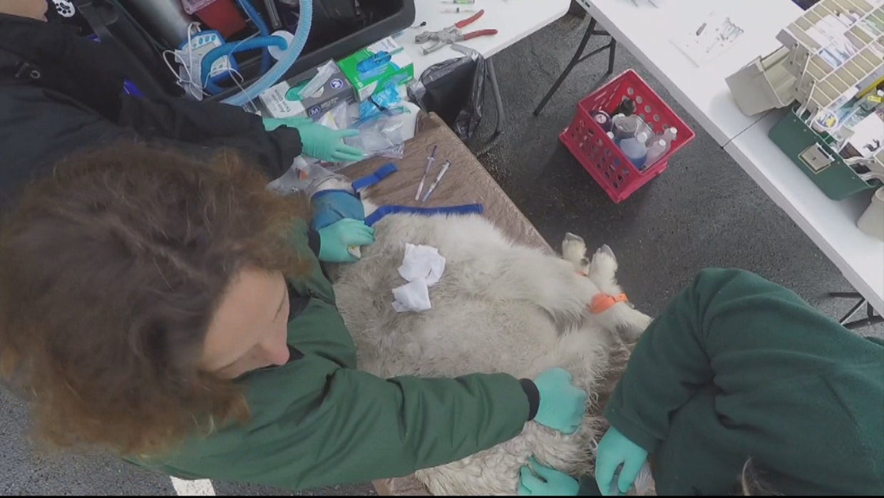 Goats With Appetite For Human Urine Airlifted Out Of National Park ...