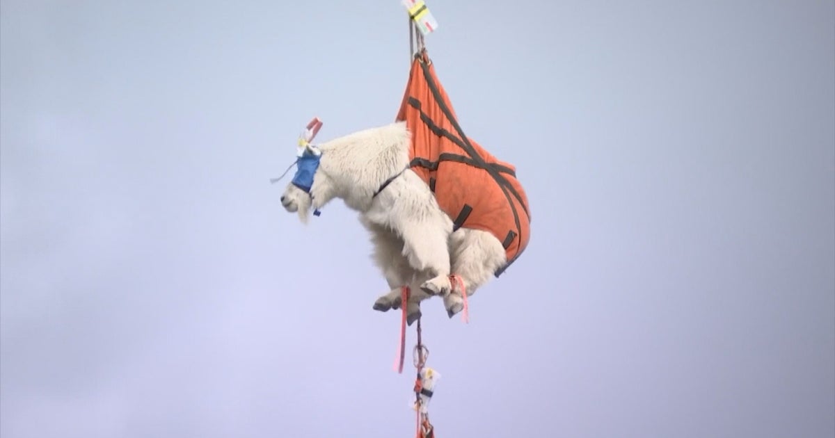 Goats With Appetite For Human Urine Airlifted Out Of National Park ...