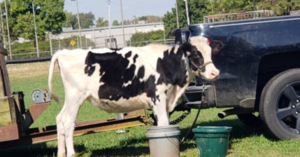 Cow Goes Viral As Backseat Passenger - CW Tampa