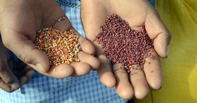 Seeds for survival: Chefs join forces to diversify our food sources ...