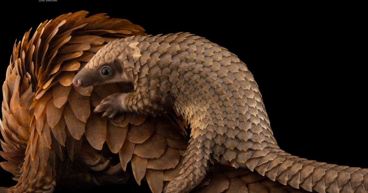 Joel Sartore's Photo Ark: Some of the National Geographic photographer ...