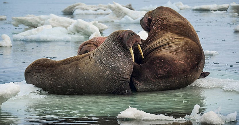 Melting Sea Ice Spurs Legal Fight Over Walrus Protections - CBS San ...