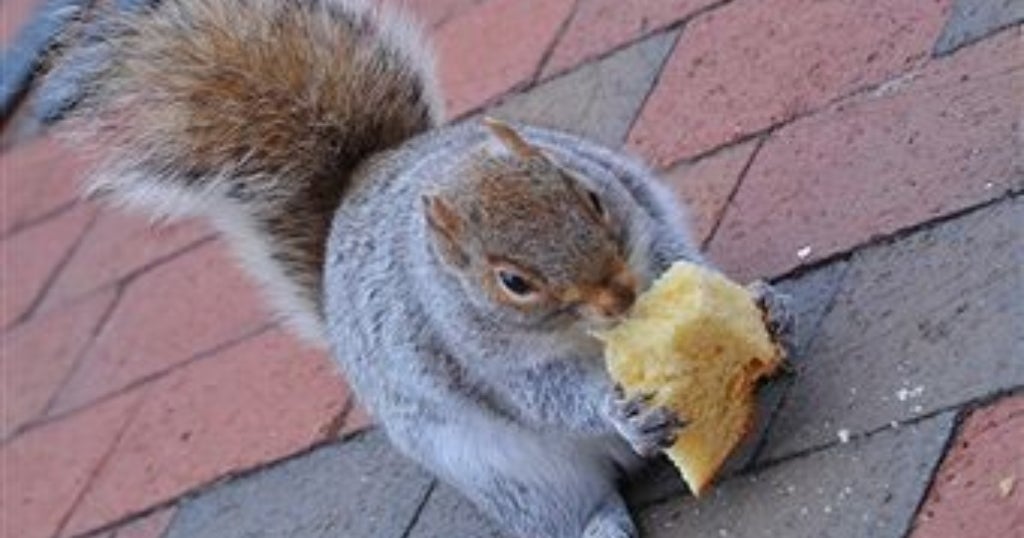 Doctors Suspect Man Died Of Extremely Rare Disease After Eating ...