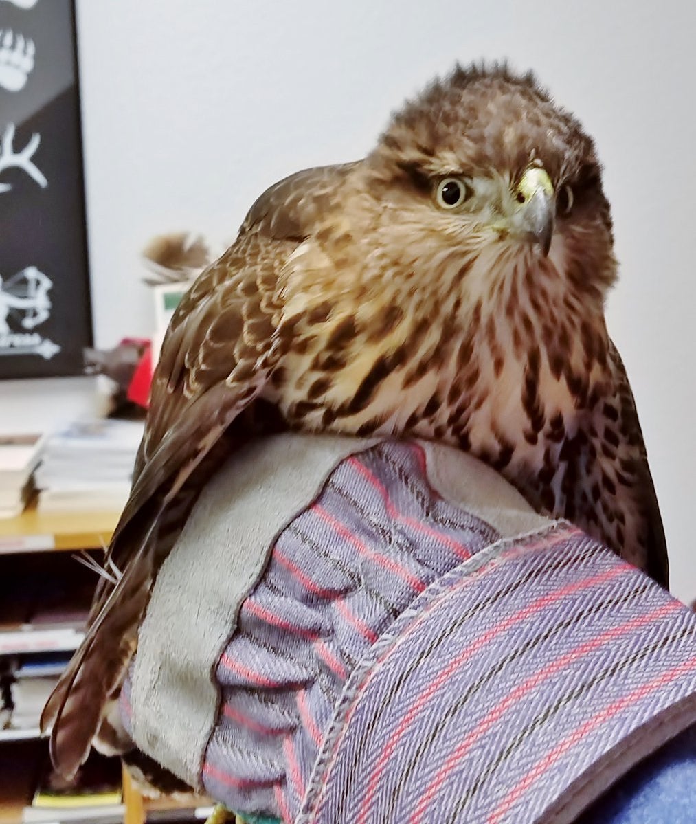 Wildlife Experts Rescue Adorable, Juvenile Cooper's Hawk - CBS Colorado