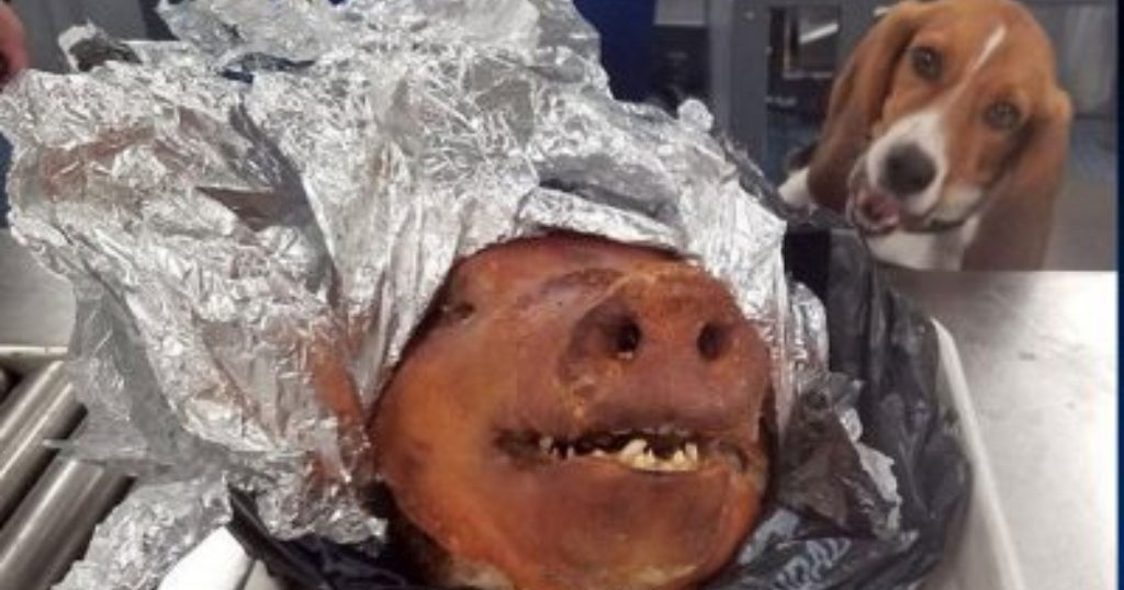 Roasted Pig Head Sniffed Out By Customs Beagle At Airport - CBS Colorado
