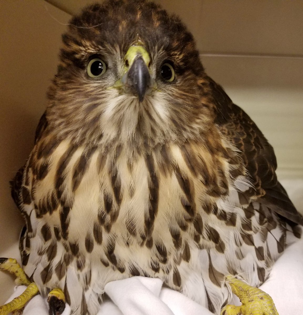 Wildlife Experts Rescue Adorable, Juvenile Cooper's Hawk - CBS Colorado