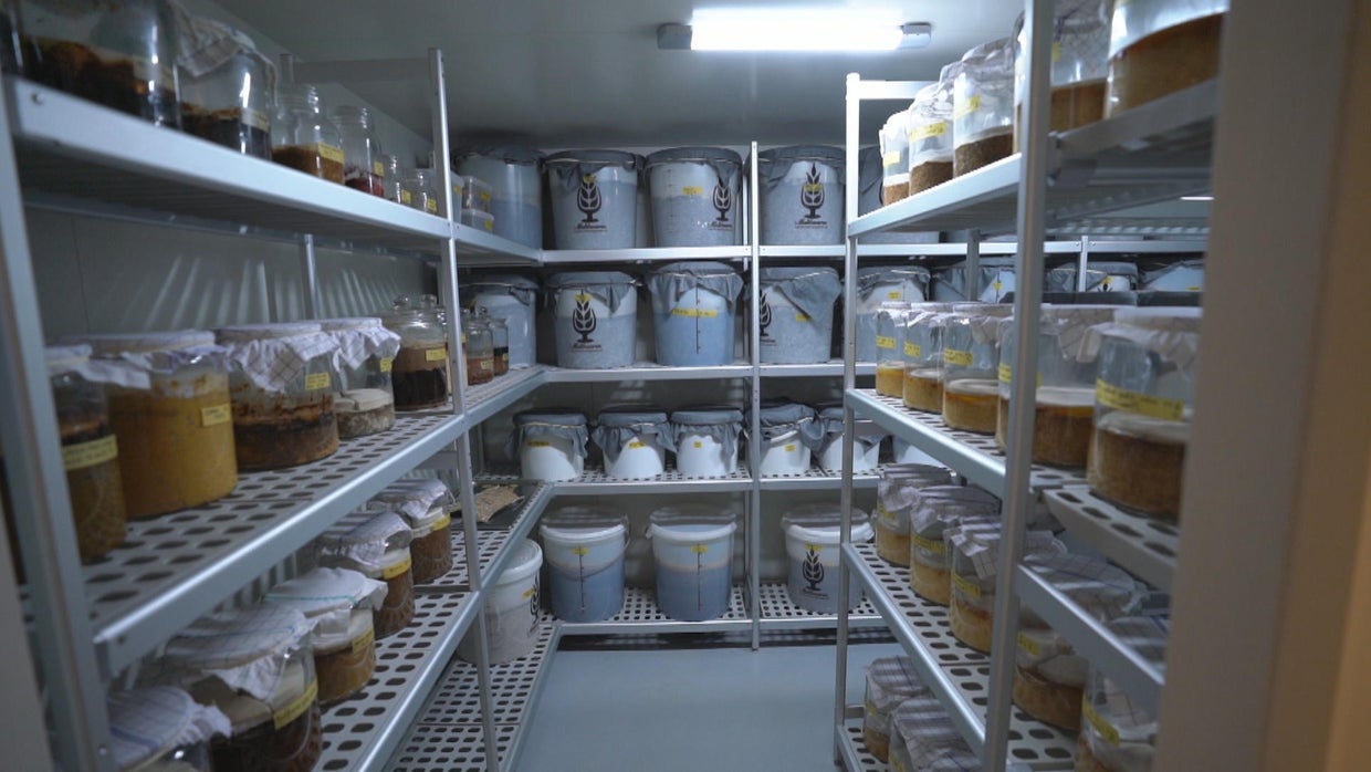 Inside Noma's new restaurant and fermentation lab - CBS News