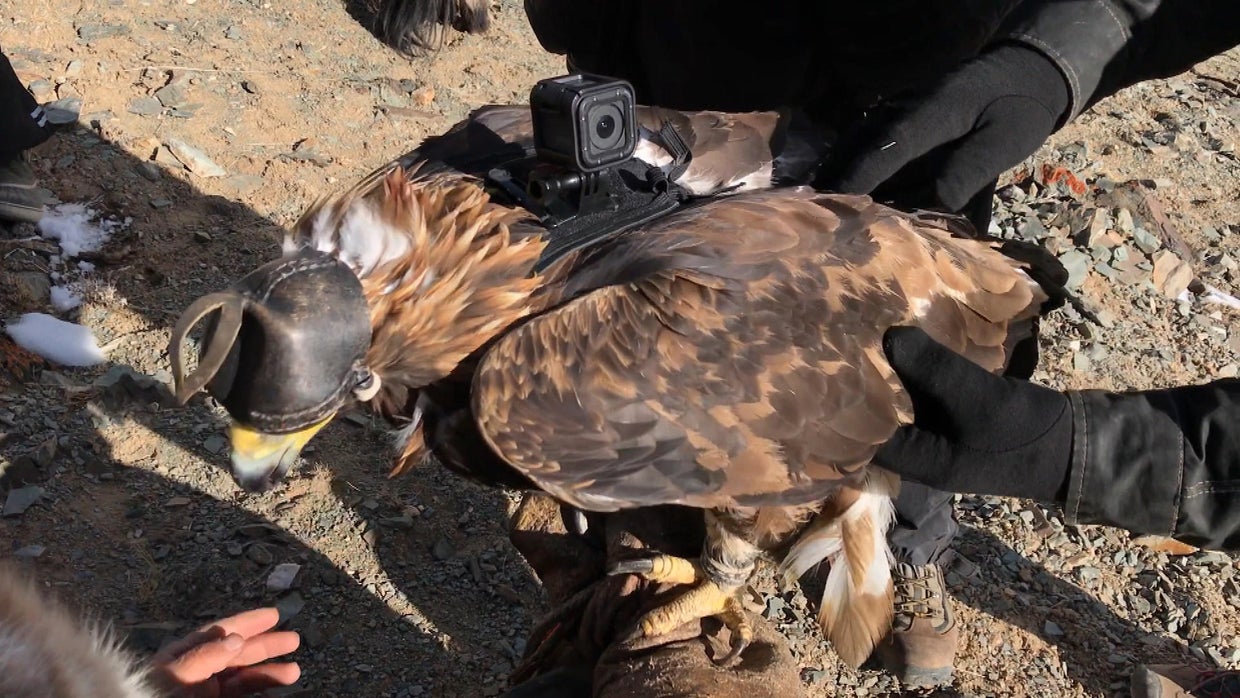 How 60 Minutes put a camera on an eagle for a bird's-eye view - CBS News