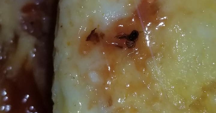 Ocean County Woman Claims She Found Worms, Maggots, Flies In Dunkin ...