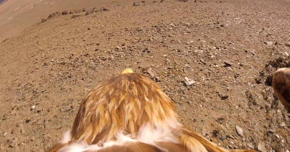 How 60 Minutes put a camera on an eagle for a bird's-eye view - CBS News
