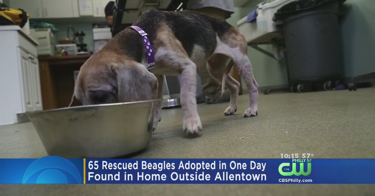 65 Beagles Adopted After Being Rescued From Lehigh County Home - CBS ...