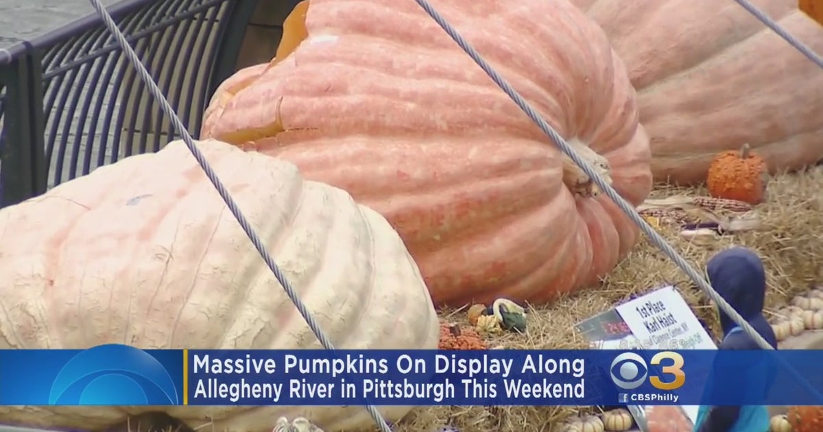 Massive Pumpkins On Display Along Allegheny River In Pittsburgh - CBS ...