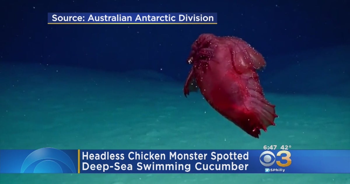 How Image Of 'Headless Chicken Monster' Sea Cucumber May Help Antarctic ...