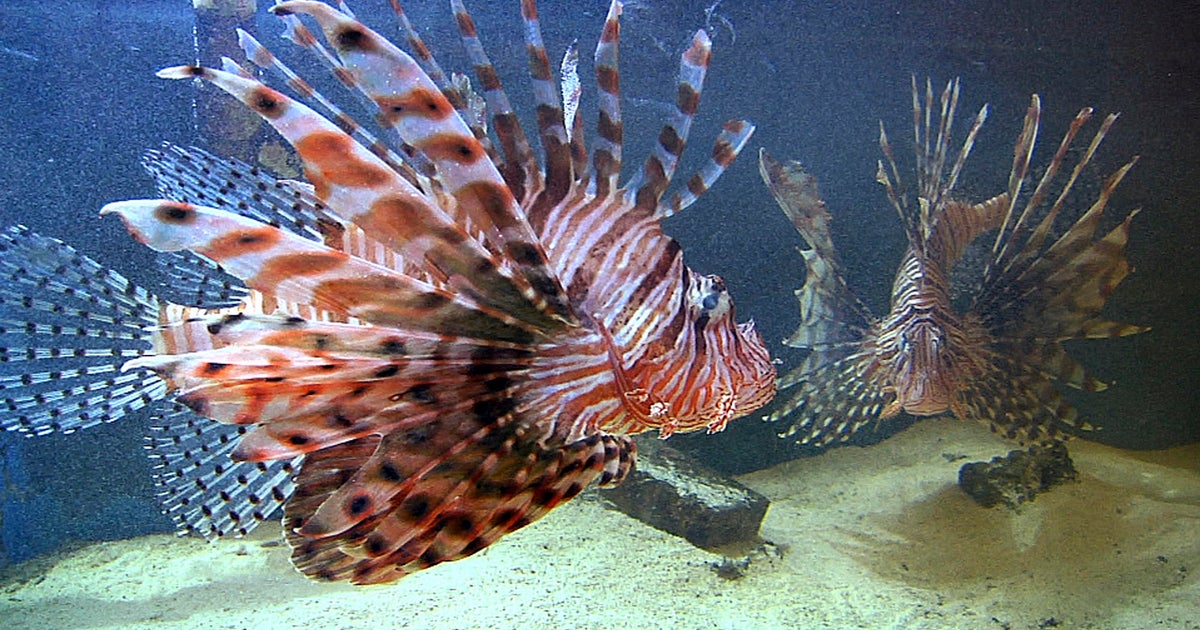 Invasive species may spread with help from climate change - CBS News