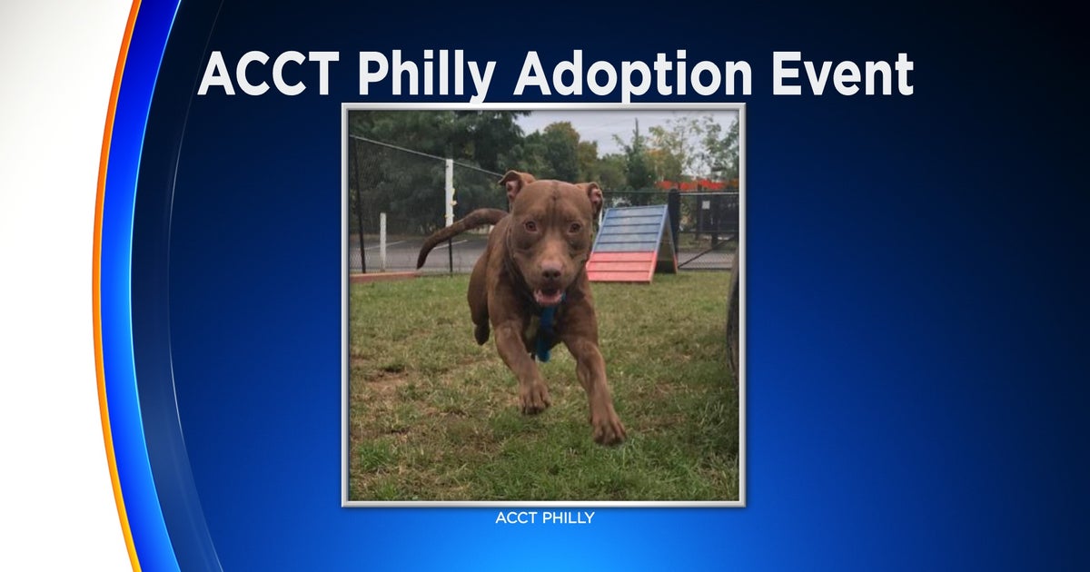ACCT Philly Holding Tricks For Treats Adoption Event - CBS Philadelphia