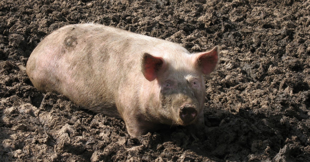 Pork Proprietor Plans Include Pig Poop Power - CBS Sacramento
