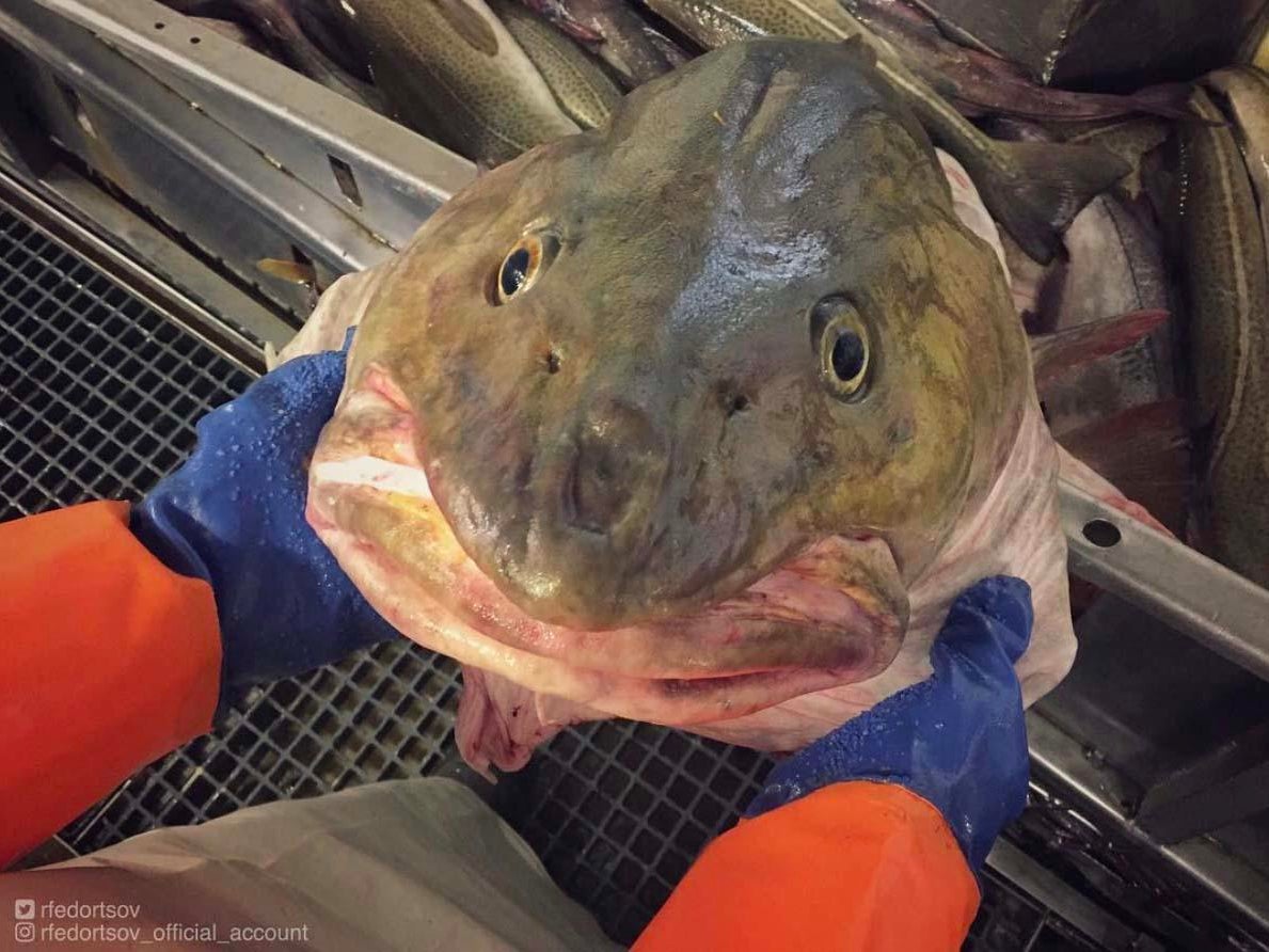 Crazy-looking fish from the deep sea