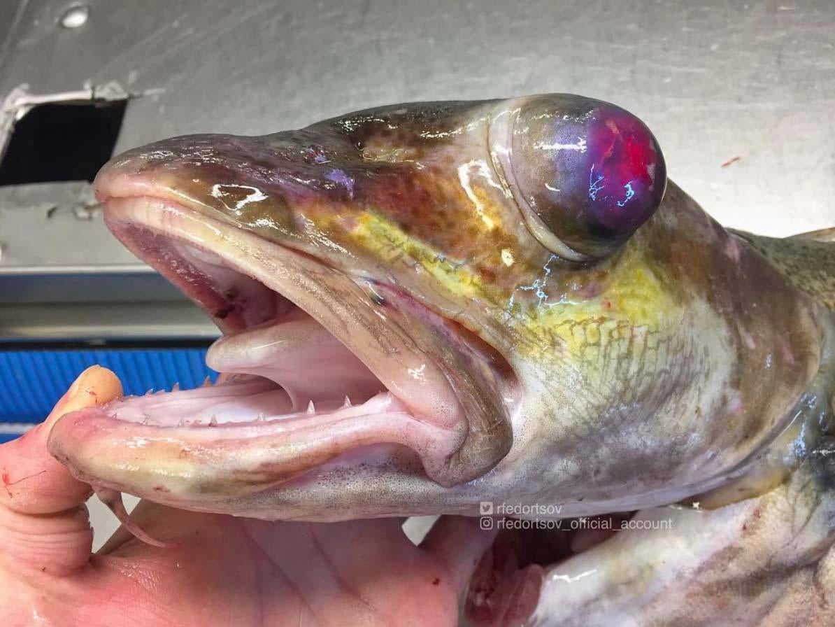 Crazy-looking fish from the deep sea