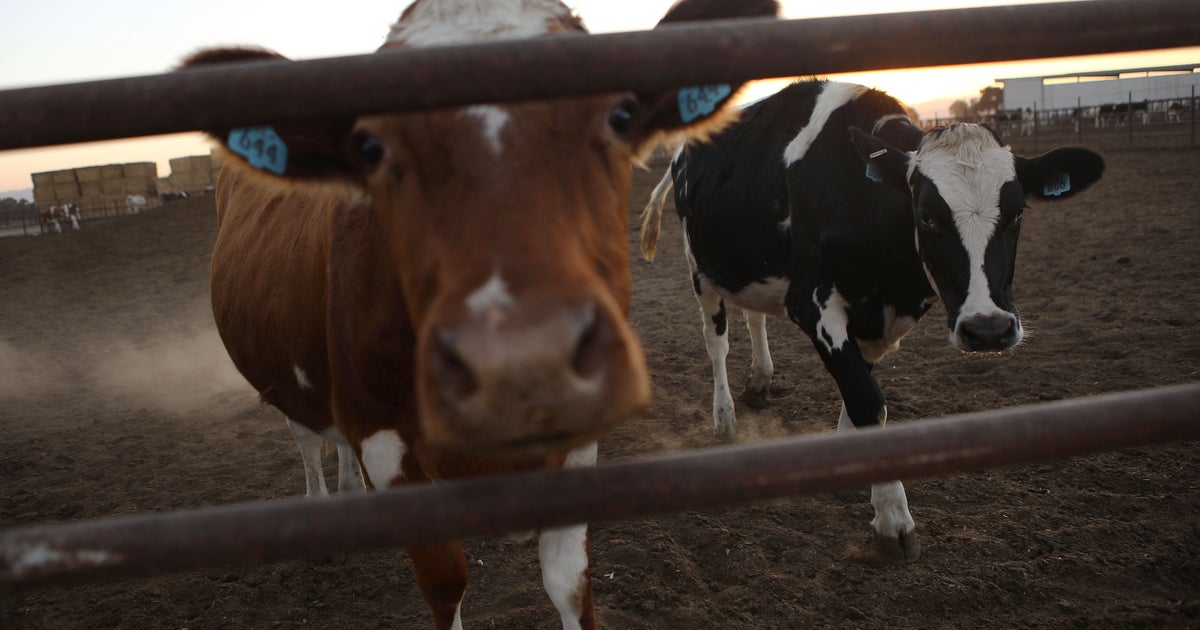 Animal Cruelty Investigation After Cattle Found 'Extremely Emaciated ...
