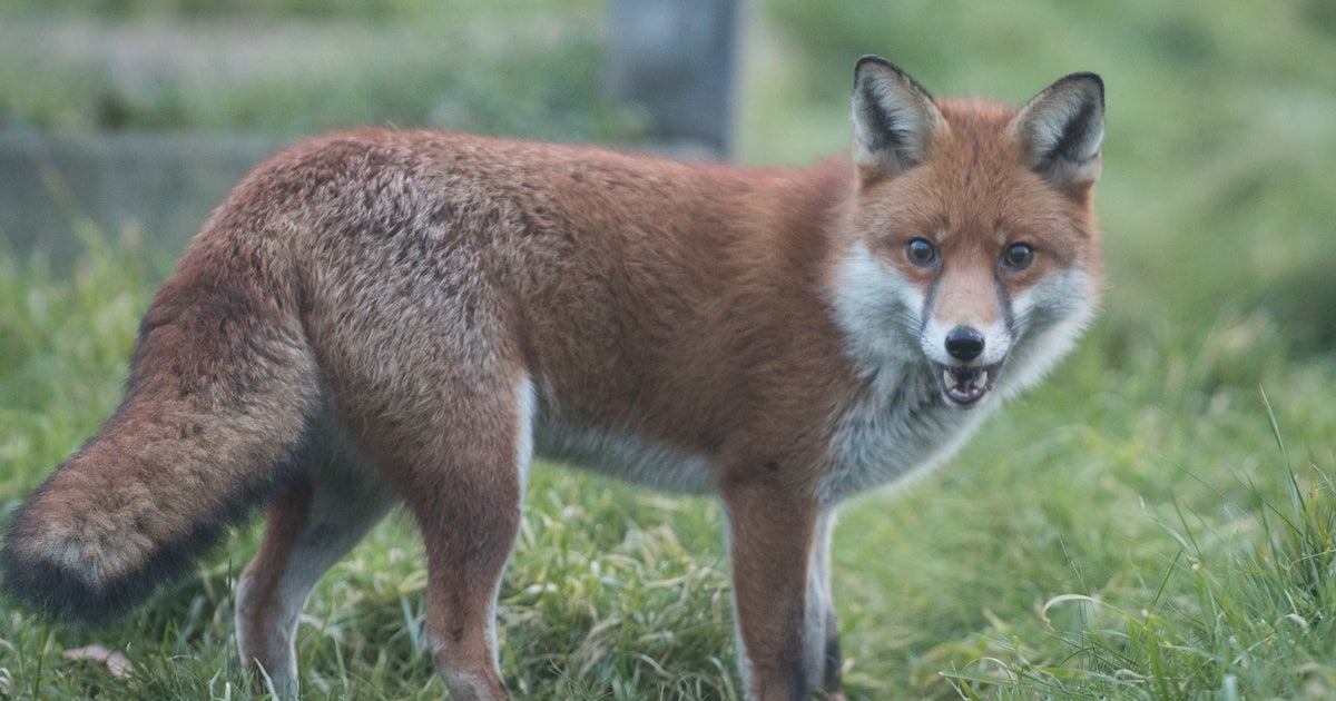 Police Kill Fox That Attacked 5 People In New Jersey Community - CBS ...