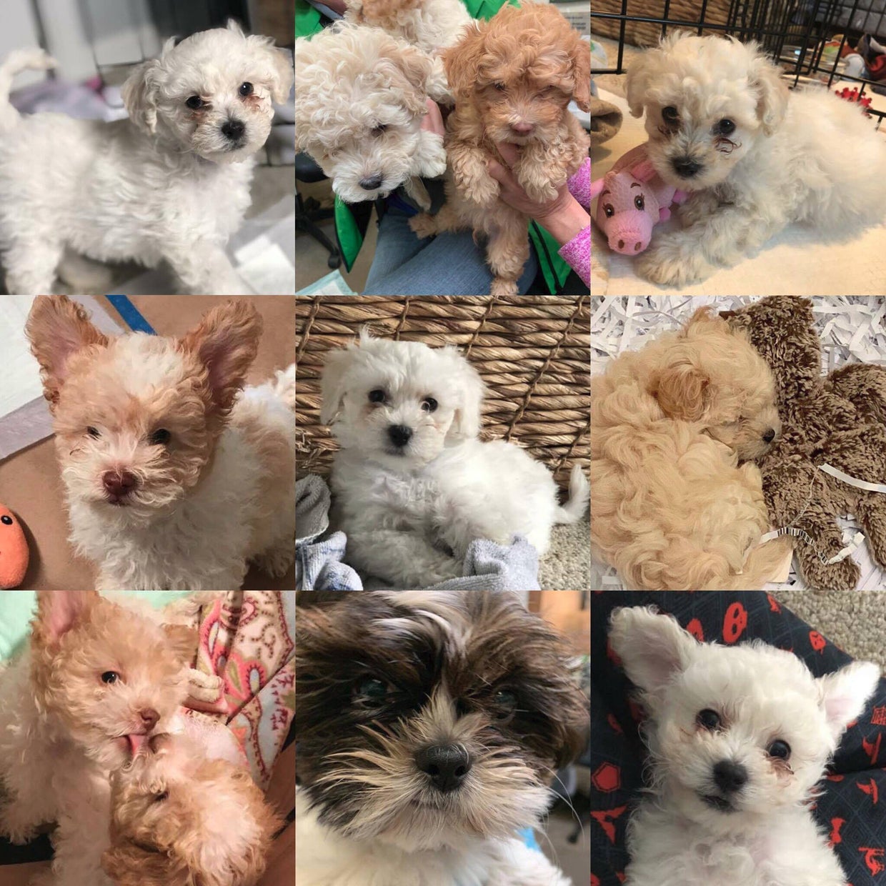 SPCA Taking Applications For Puppies Rescued From CA Wildfires - CBS ...