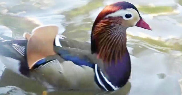 Rare Mandarin duck finds home in New York City's Central Park - CBS News