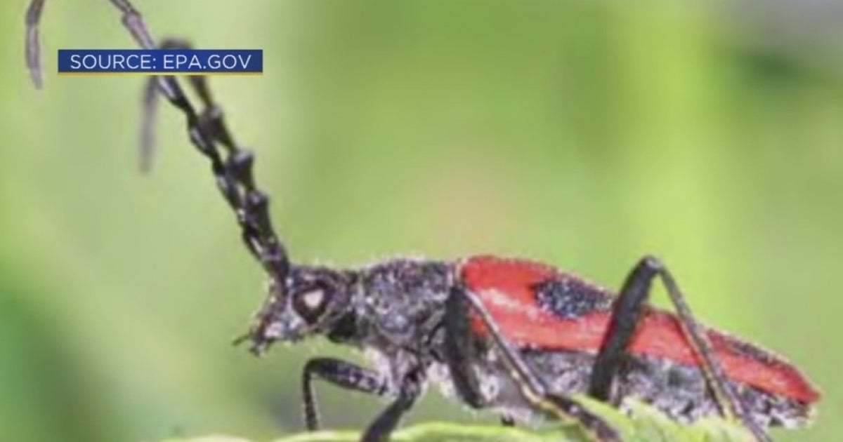 SMUD: Endangered Elderberry Beetle Not Affected By Downtown ...