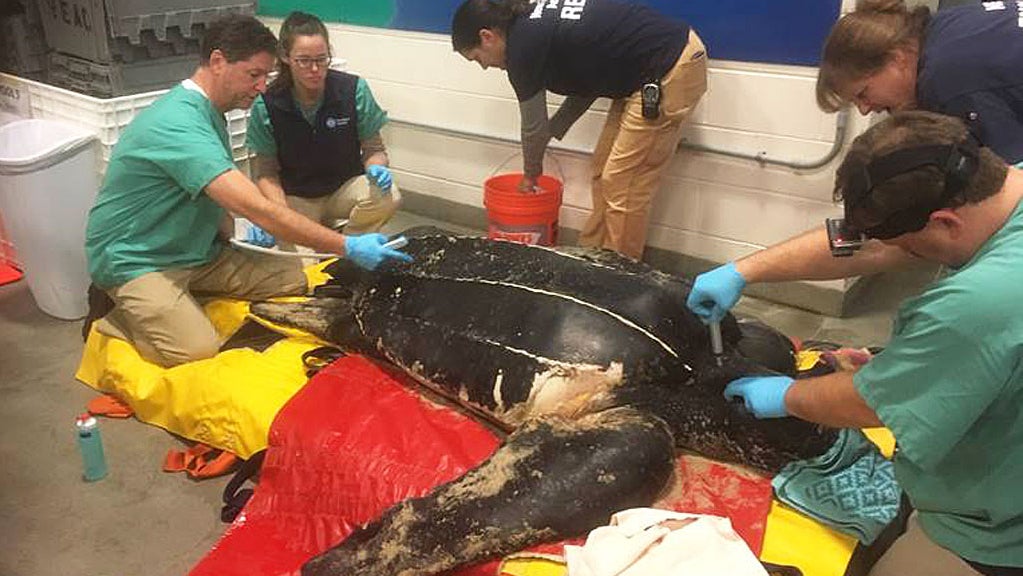 Endangered Sea Turtle Dies After Being Entangled In Rope, Ingesting ...