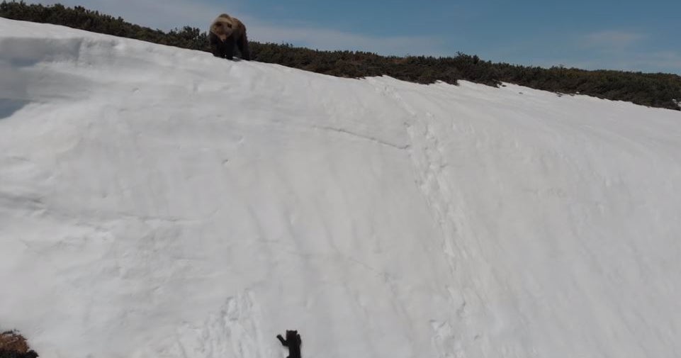 Viral Video: Experts Warn Drone Put Bear Cub And Mom At Risk - CBS Colorado