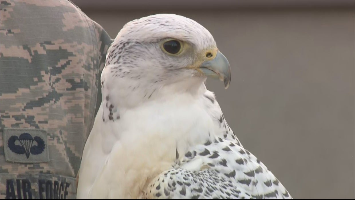 Air Force Academy Mascot Shows Off Aerial Superiority After Prank - CBS ...