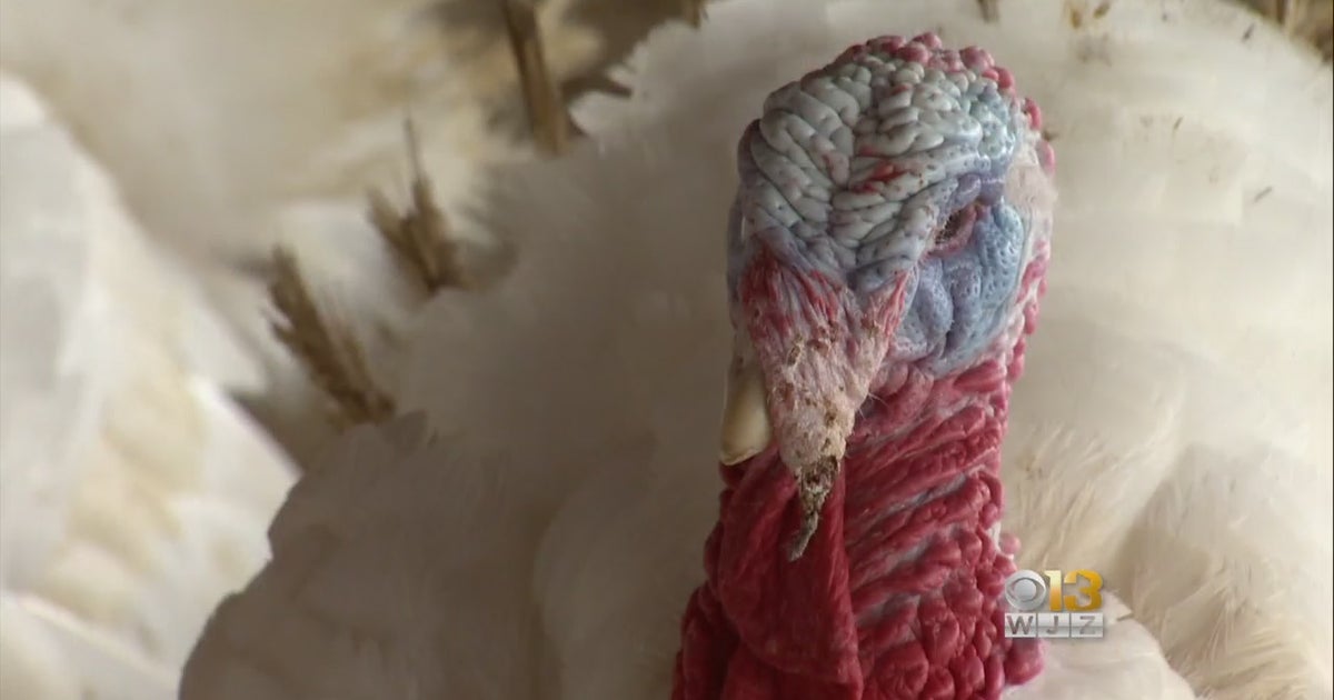 Maple Lawn Farms Prep Thanksgiving Turkeys For Families Across The ...