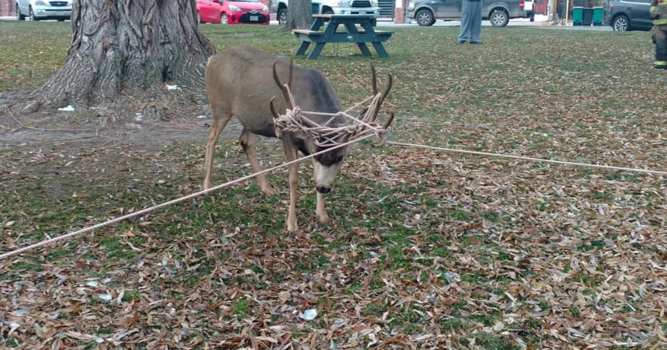 Buck Freed After Getting Entangled In Christmas Decorations - CBS Colorado