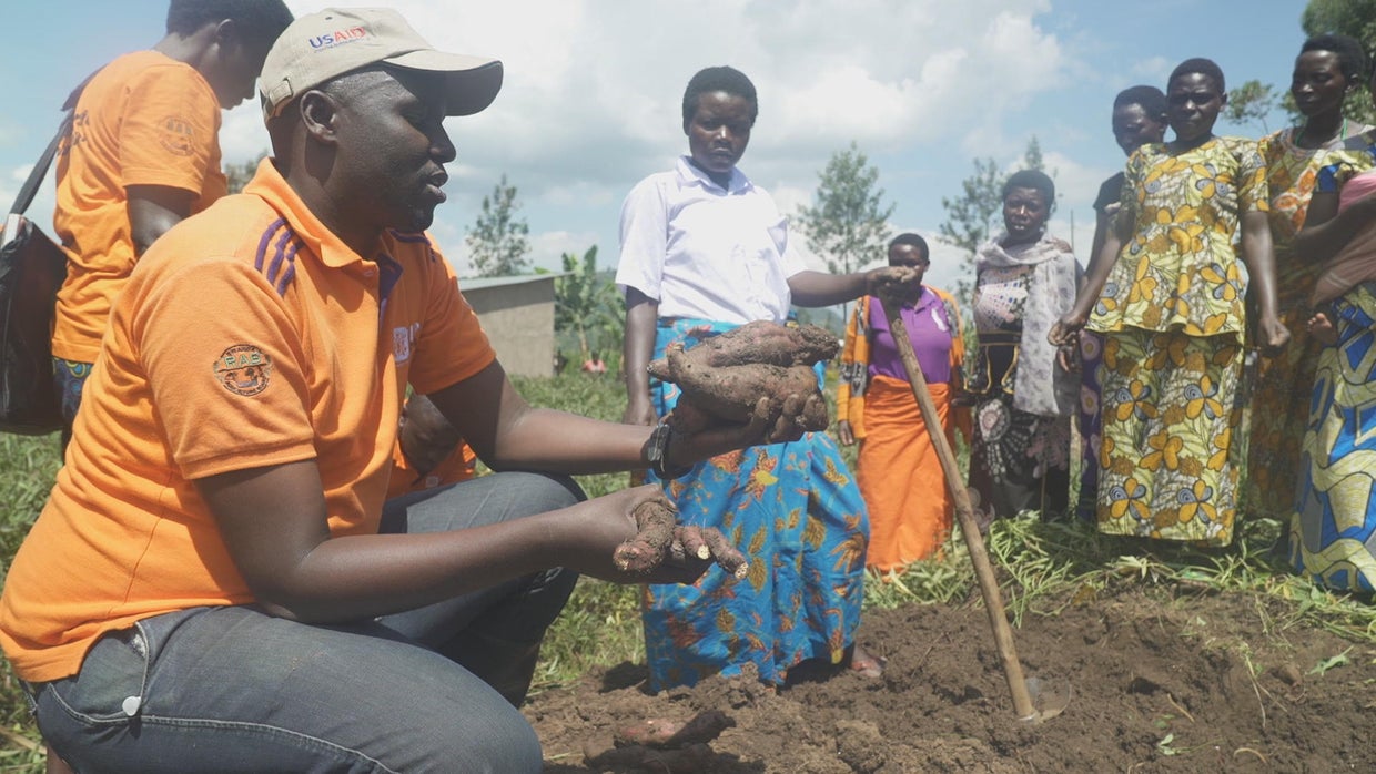 Fighting malnutrition in Rwanda with orange sweet potatoes - CBS News