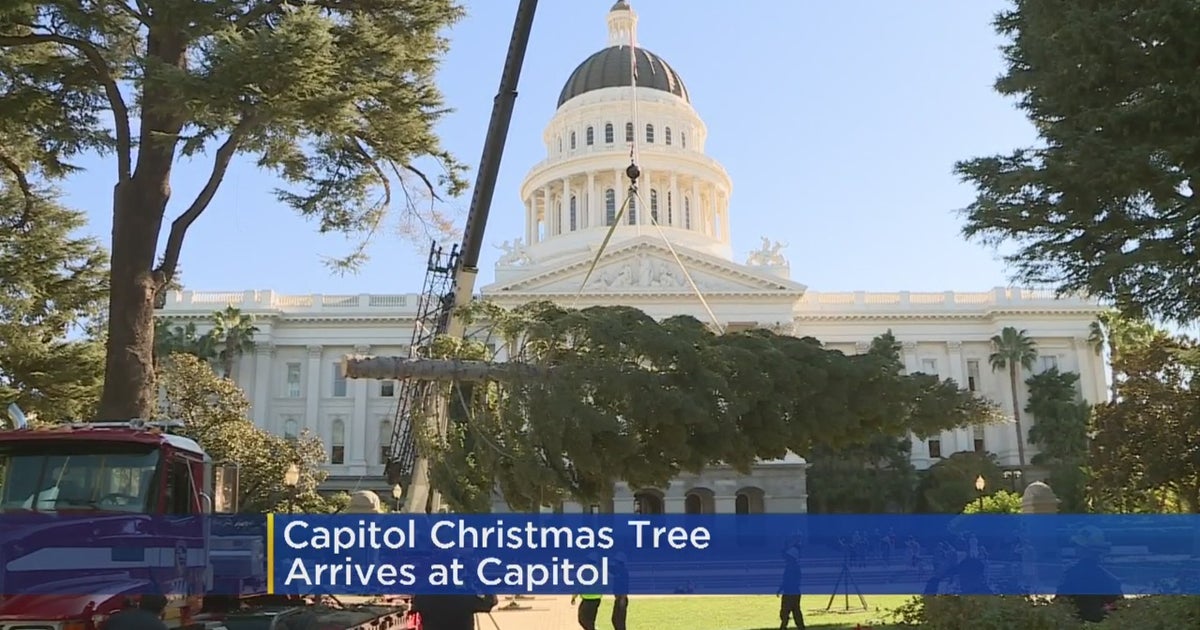 Capitol Christmas Tree Lighting Scheduled For December 6 - Good Day ...