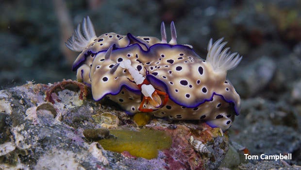 Nature up close: Nudibranchs are just weird - CBS News