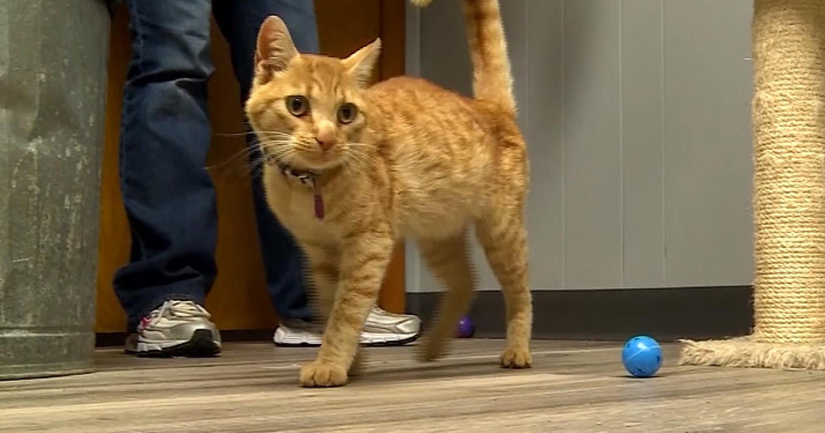'God's Gift For Christmas': Lost Colorado Cat To Reunite With Owners ...