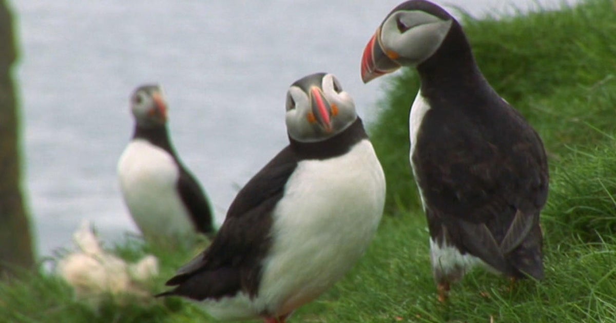 Moment in Nature: Puffins - CBS News